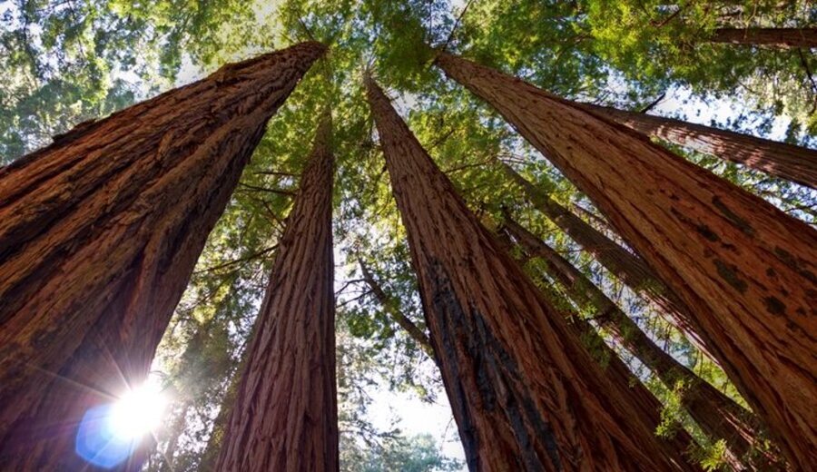 Los árboles más grandes del mundo - Bekia Hogar