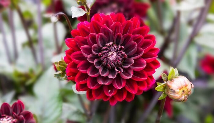 Dalias: tipos, características y cuidados - Bekia Hogar